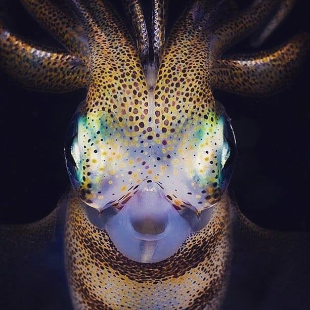 The Alien-looking juvenile Southern calamari squid (photo: Matthew ...