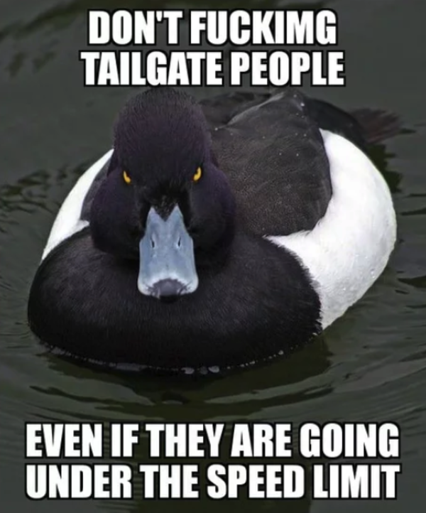 Tailgate | Angry Advice Mallard | Know Your Meme