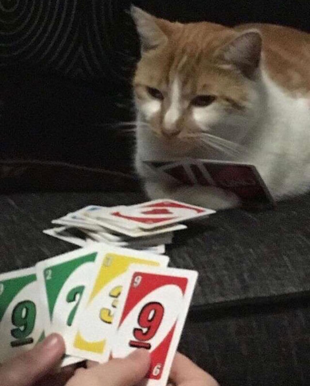 Having a tough game of Uno with this cat | Cats | Know Your Meme