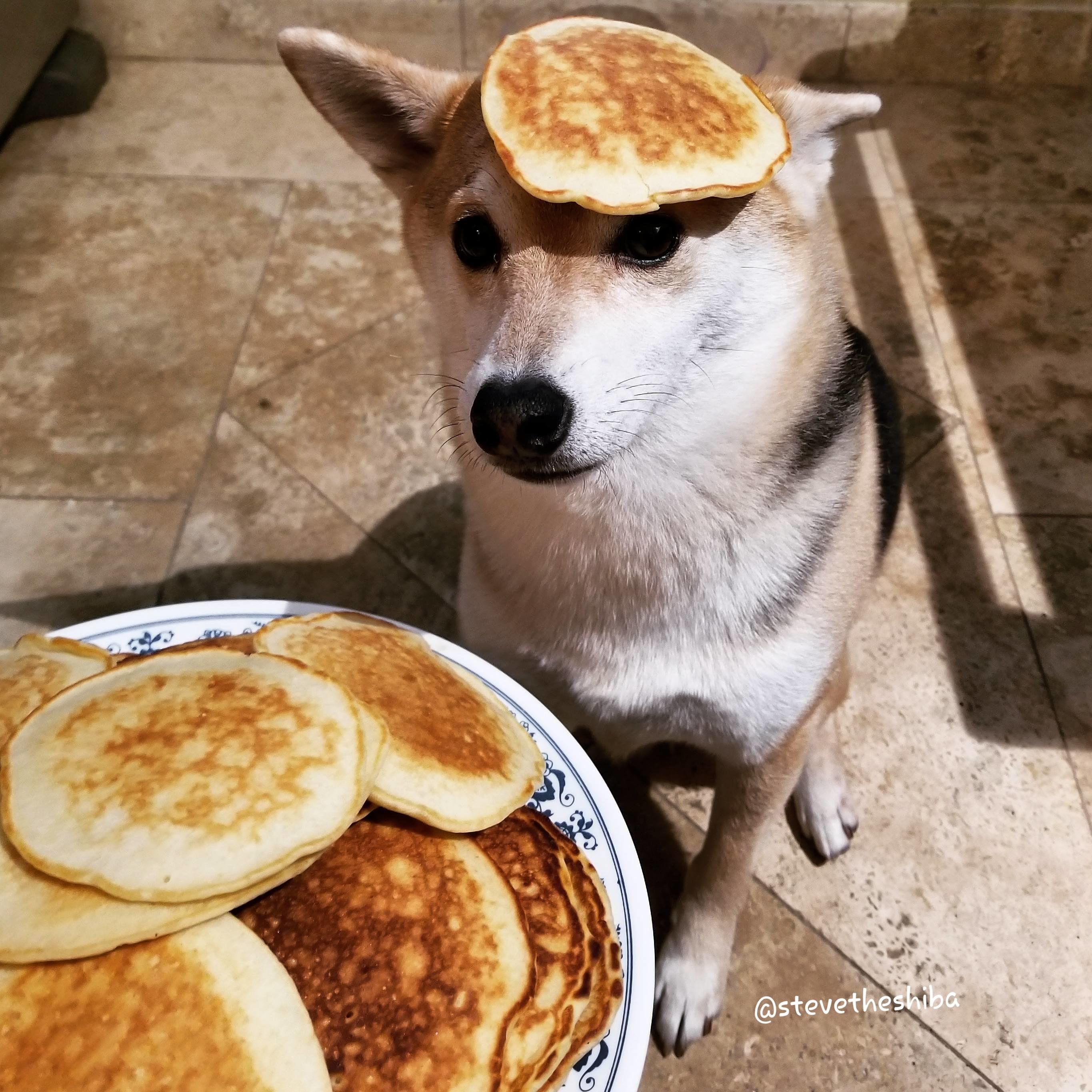 Pancakes | Shiba Inus / Shibes | Know Your Meme