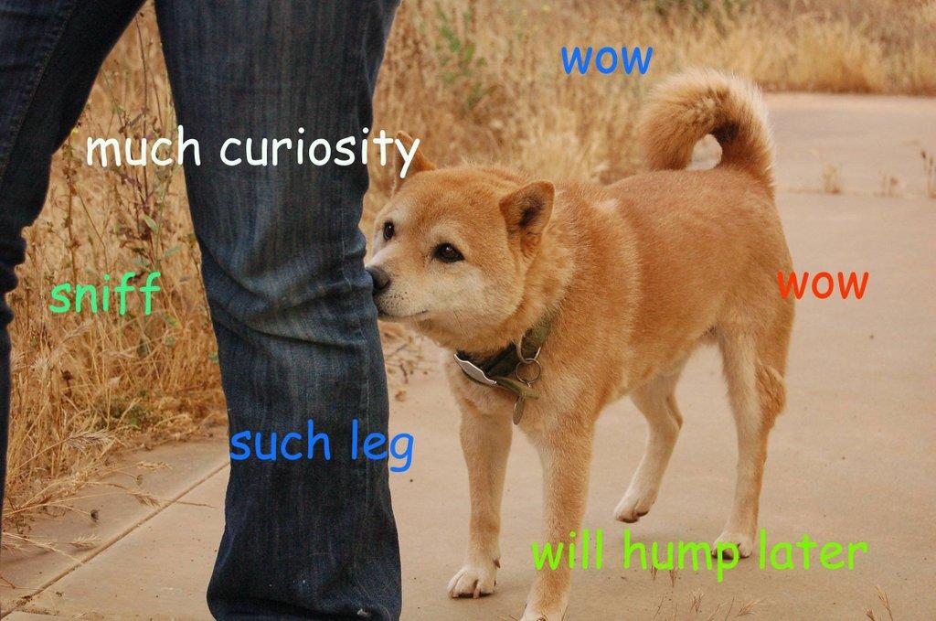 Much Curiosity | Shiba Inus / Shibes | Know Your Meme