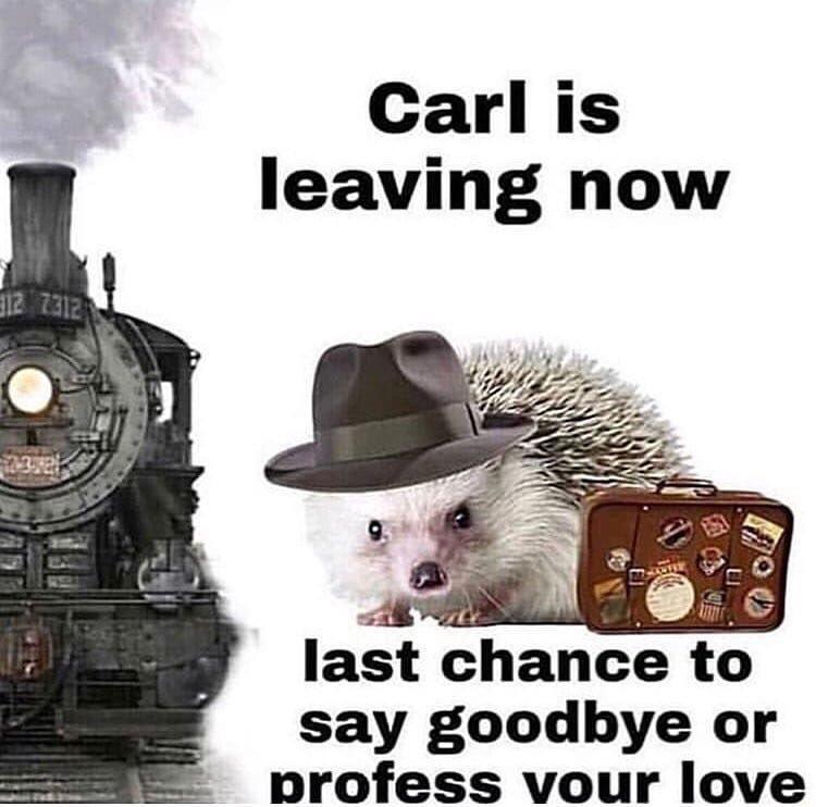 Carl Is Leaving | Carl the Hedgehog | Know Your Meme
