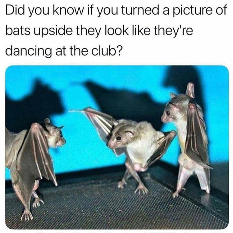 Wow. | Animals | Know Your Meme