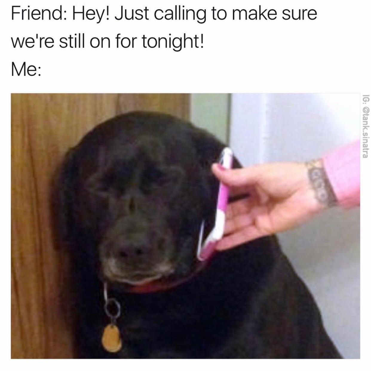 Still On | Sad Dog on the Phone | Know Your Meme