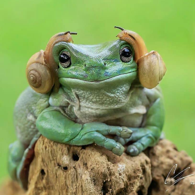 Frog with snails on head | PepeJAM | Know Your Meme