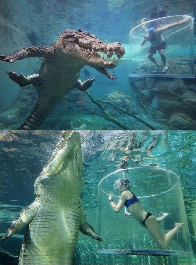 Godzilla IRL | Animals | Know Your Meme