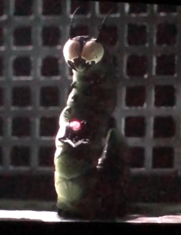 THE ABSOLUTE MADMENS!! | Shazam | Know Your Meme