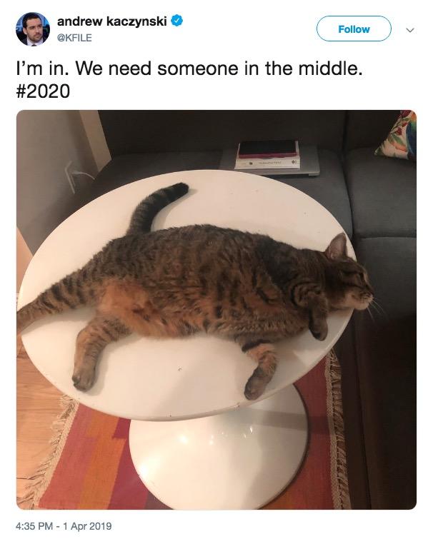 Cat | James Comey's "I'm In" Tweet | Know Your Meme