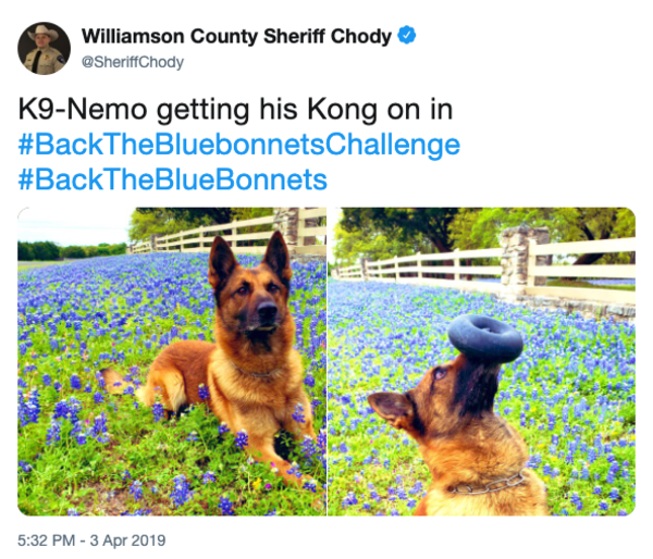 Nemo | Back The Bluebonnets Challenge | Know Your Meme