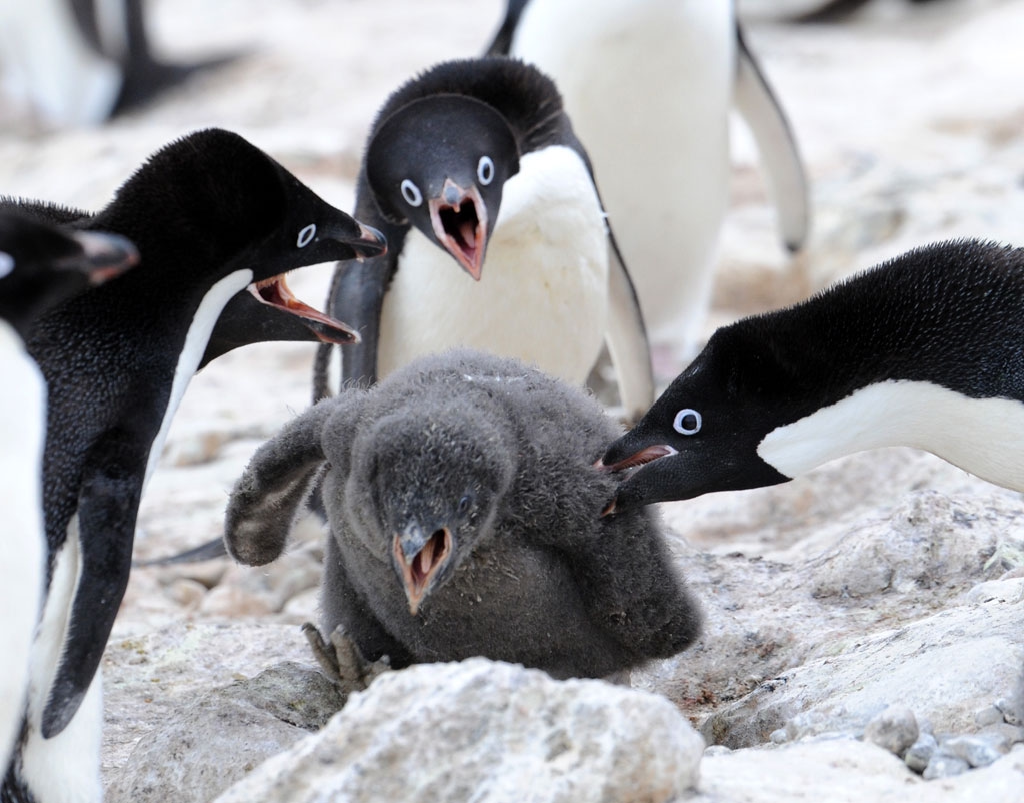 Screaming penguins | Birds | Know Your Meme