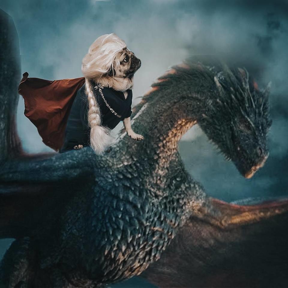 Pugger of Dragons | Doug the Pug | Know Your Meme