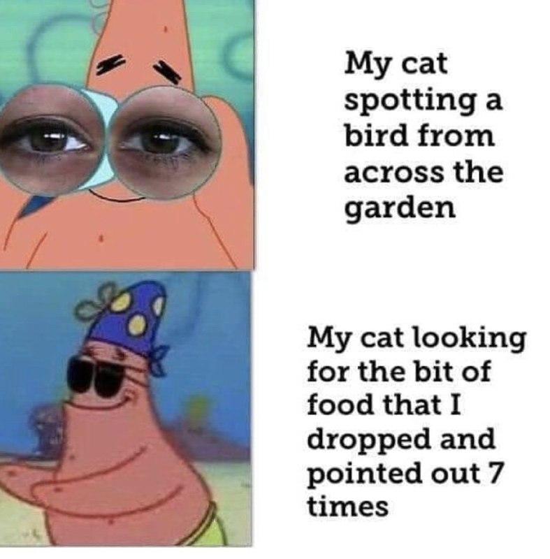 TopeMEme | Scientist Patrick | Know Your Meme