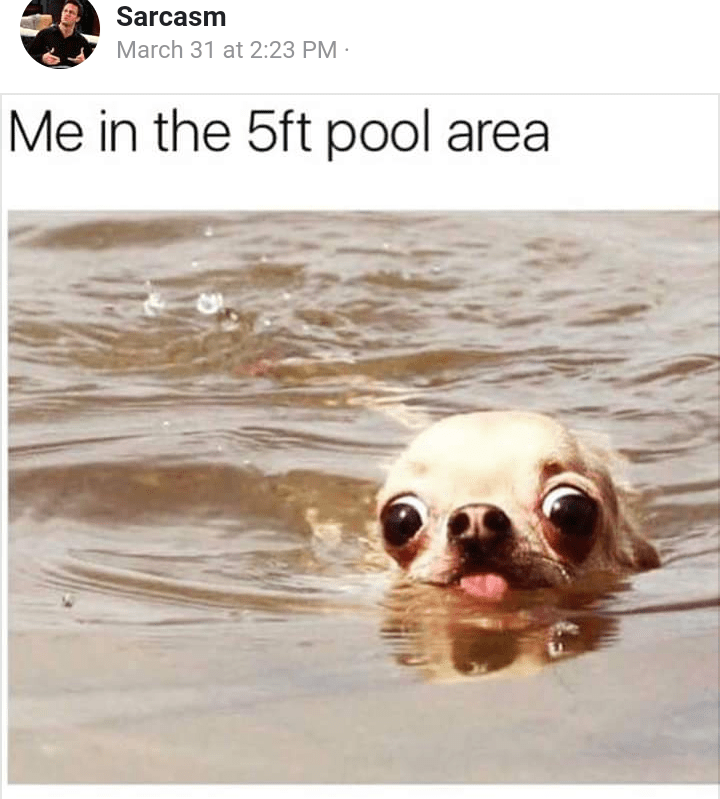 Chihuahua swimming | Dogs | Know Your Meme
