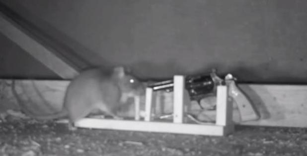 Advanced Rat Trap | Animals | Know Your Meme