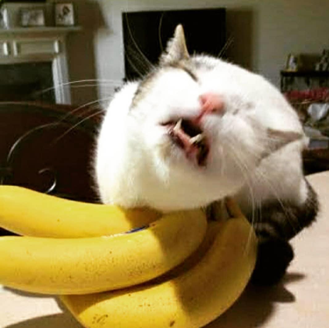A Cat Enjoying The Banana Cats Know Your Meme A Cat Enjoying The Banana Cats Know Your Meme
