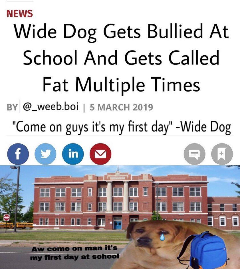 No Bulli Wide Dog | Wide Dog | Know Your Meme