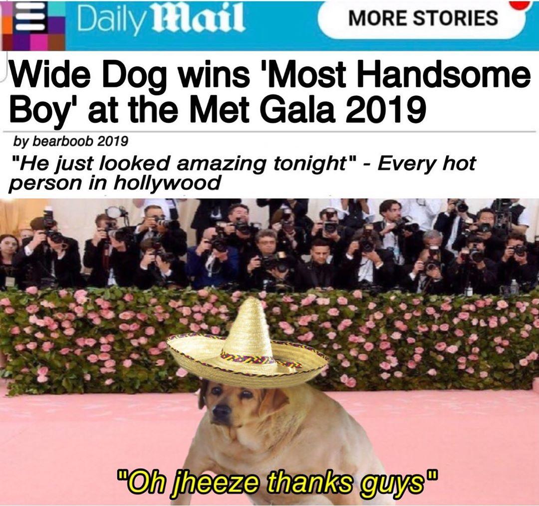 Most Handsome Boy | Wide Dog | Know Your Meme