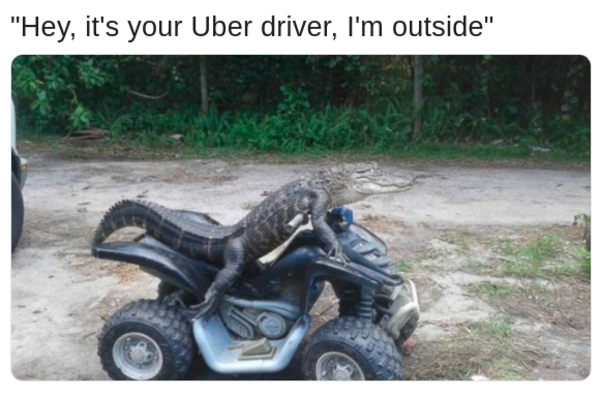 See U LATER GATOR | Hey It's Your Uber Driver | Know Your Meme