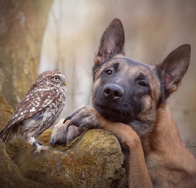 gazing at an owl | Dogs | Know Your Meme