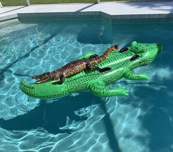 Crocodile on a crocodile | Animals | Know Your Meme