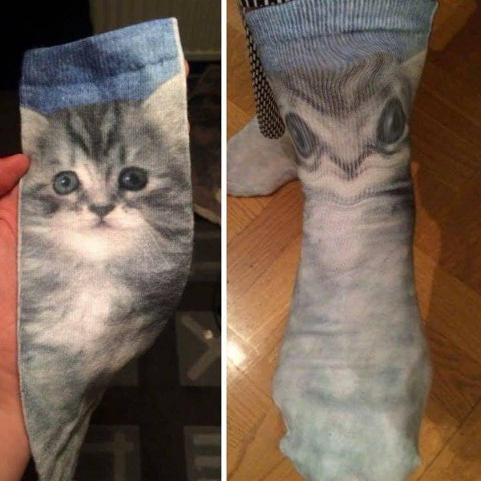 Probably not a good idea | Cats | Know Your Meme