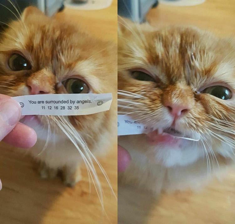 Take that, angels! | Cats | Know Your Meme