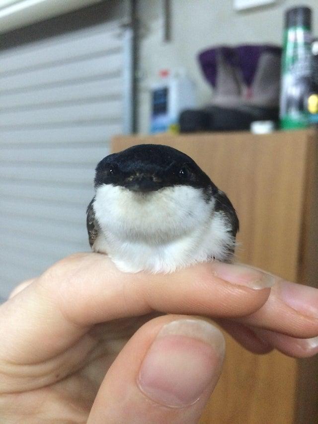 chickadee resting | Birds | Know Your Meme