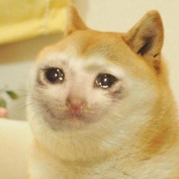 Crying Doge Cat | Crying Cat | Know Your Meme