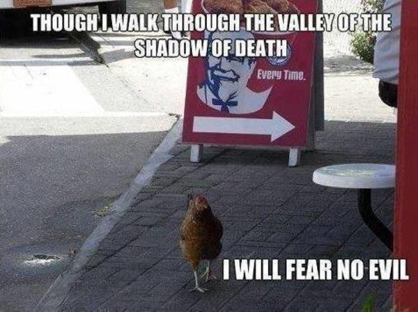 I'm blind to it all | Animals | Know Your Meme