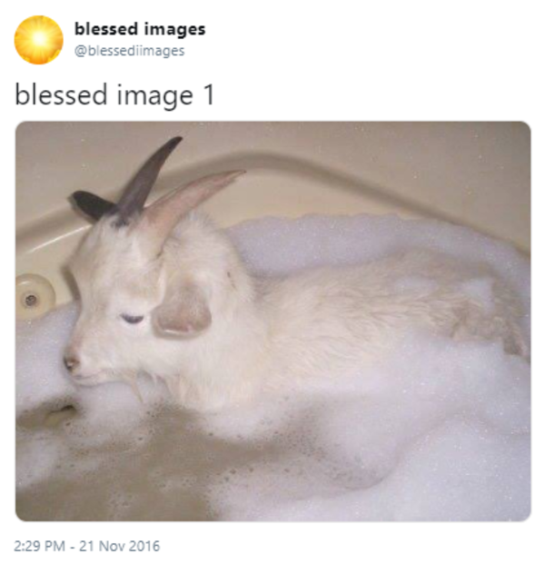 goat | Blessed Image | Know Your Meme