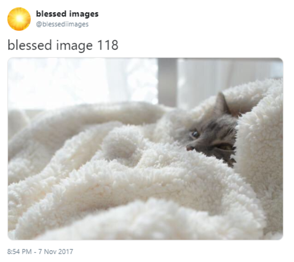 Snuggle Cat | Blessed Image | Know Your Meme