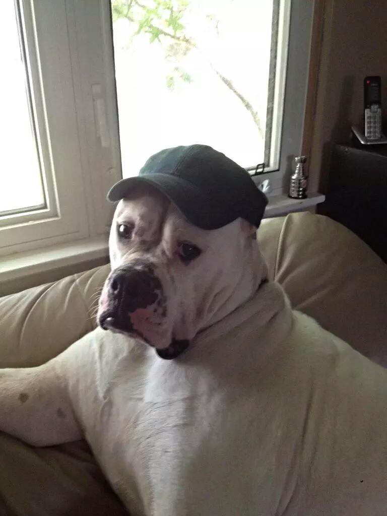 Dog and his cap | Dogs | Know Your Meme