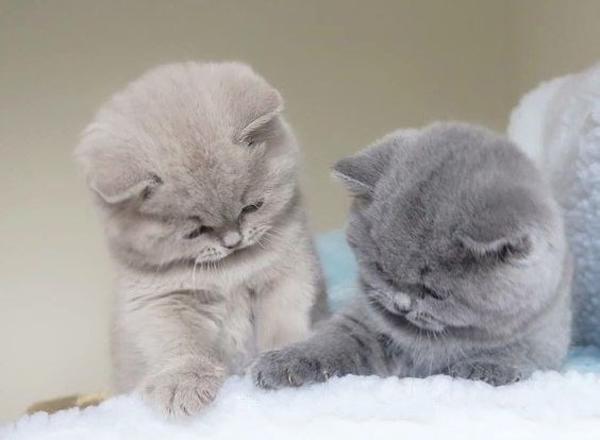 Soft... | Cats | Know Your Meme