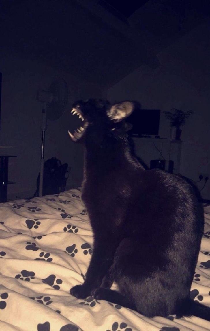 Spooky Meow | Cats | Know Your Meme