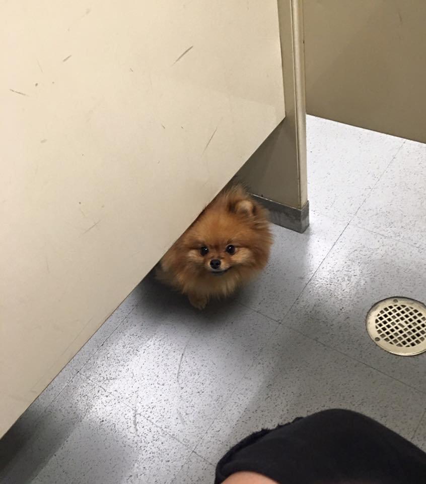 intruder | Dogs | Know Your Meme