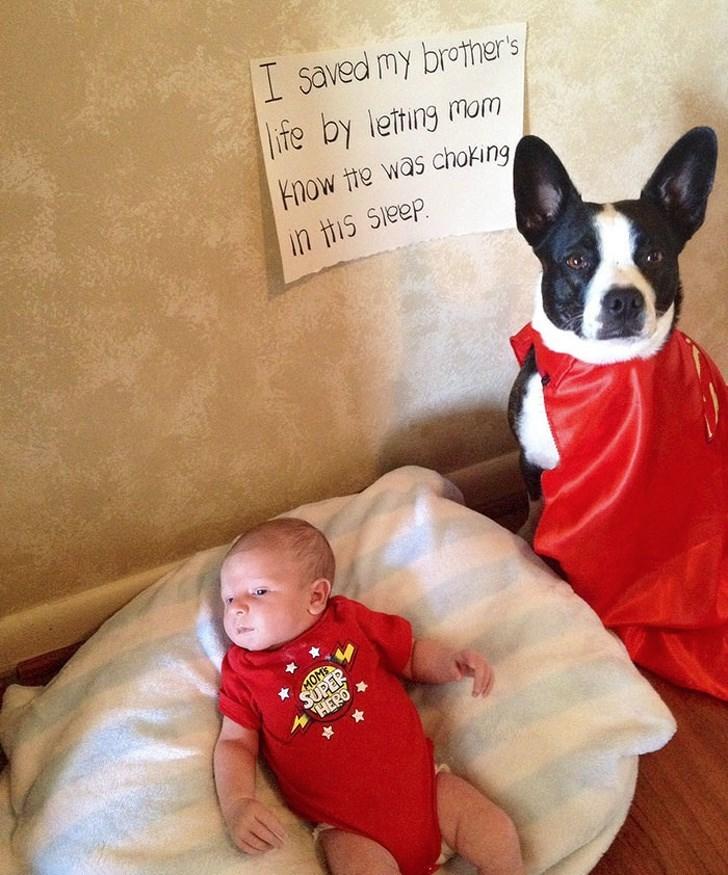 A real hero | Dogs | Know Your Meme