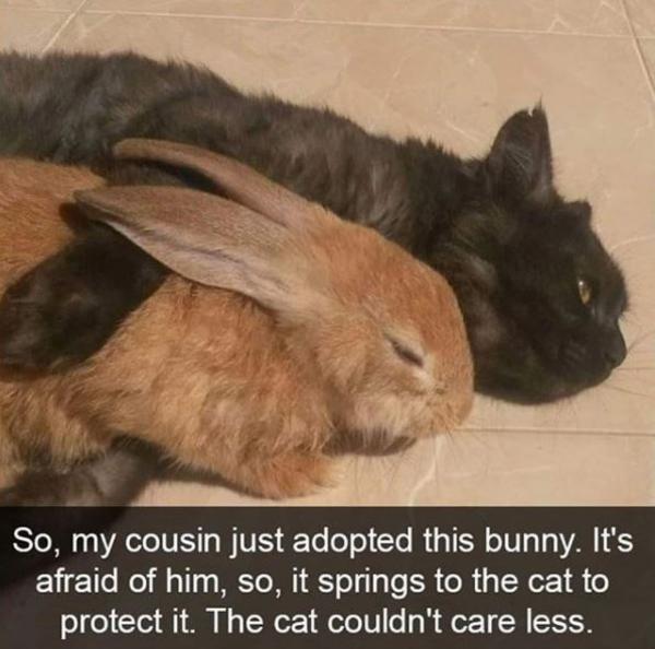 The Odd Couple | Cats | Know Your Meme