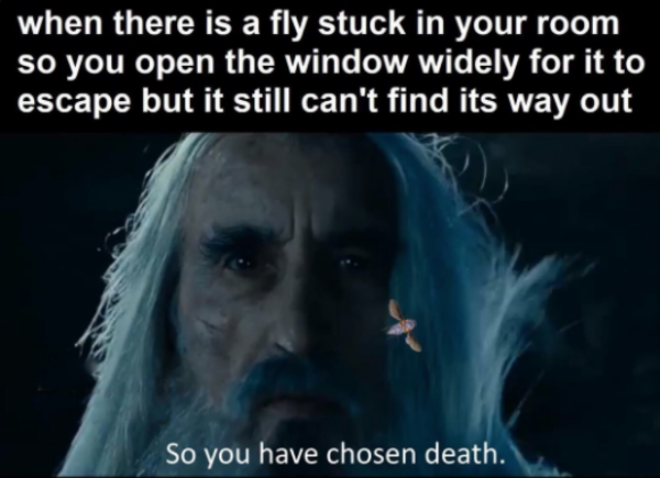 When there is a fly stuck in your room | So You Have Chosen Death ...