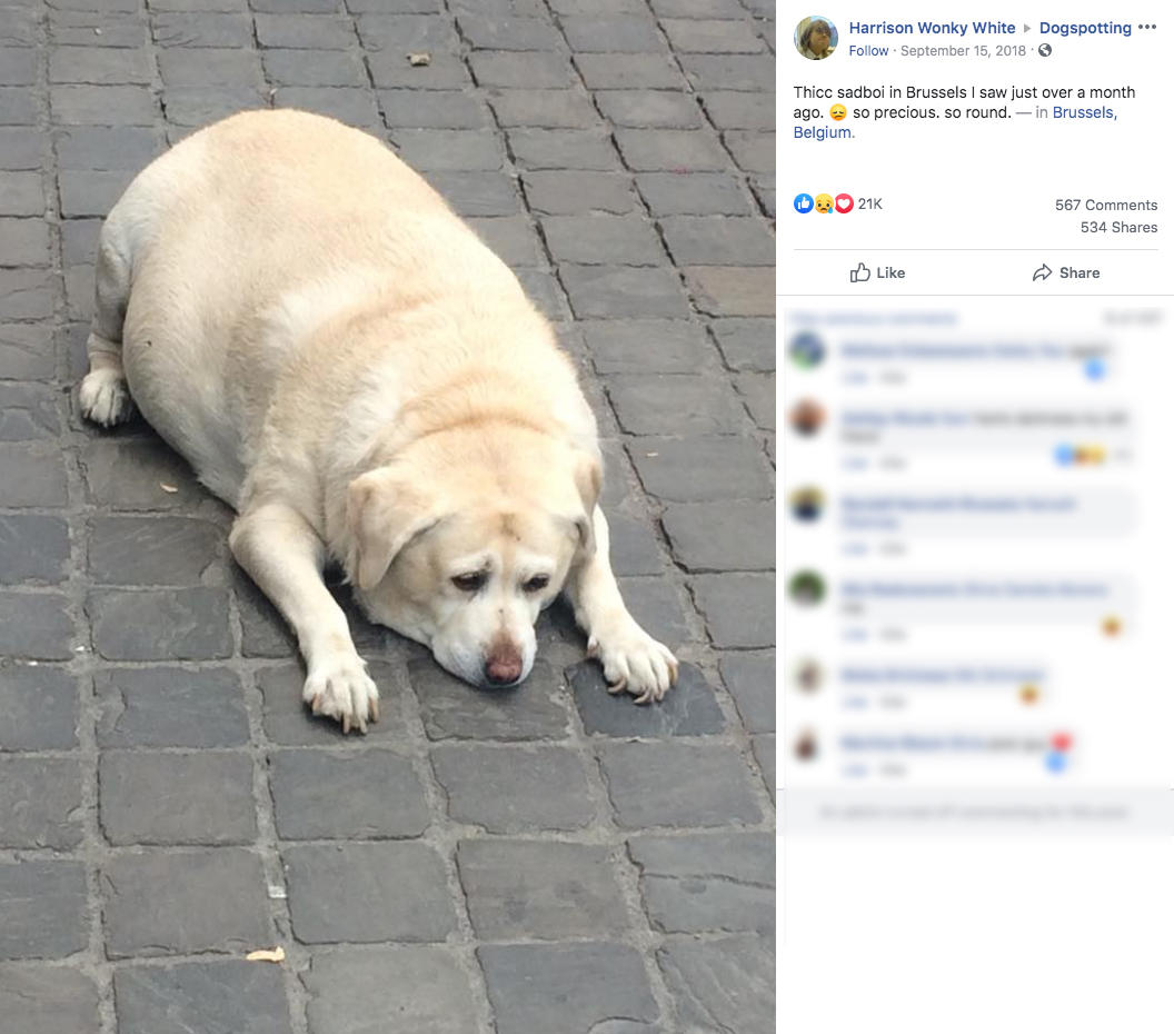 Thicc sadboi in Brussels I saw just over a month ago. 😞 so precious. so ...