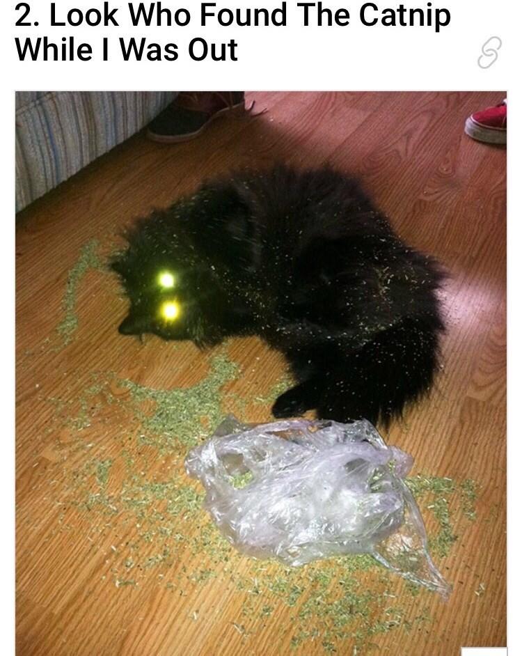 "You came back early" | Cats | Know Your Meme