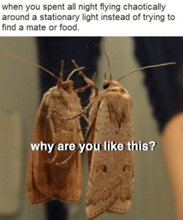 Why are you like this? | Moth Lamp | Know Your Meme
