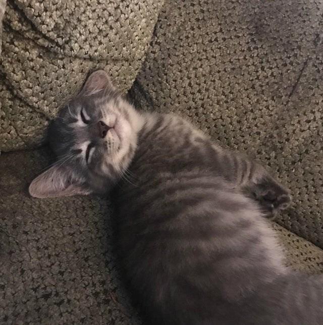 He just discovered aircon | Cats | Know Your Meme