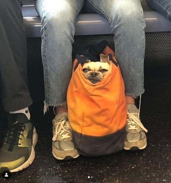 Doggy bag for home? | Dogs | Know Your Meme