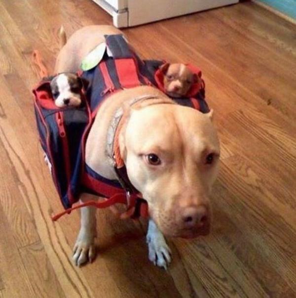 Taking the babies on their first walkie | Dogs | Know Your Meme