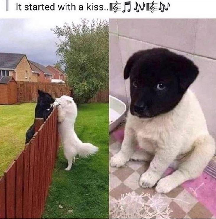 And ended with the greatest combination | Dogs | Know Your Meme