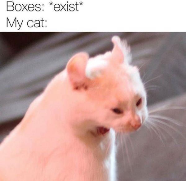 BOXES! | Cats | Know Your Meme