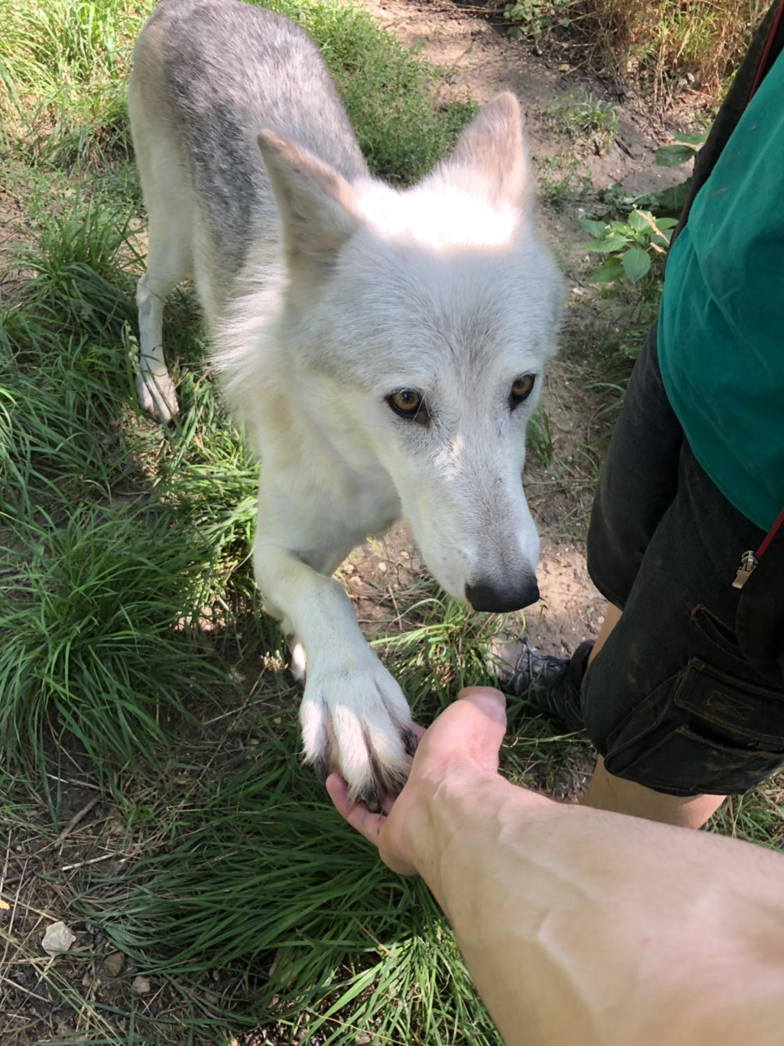 This wolf shaking my hand | r/mildlyinteresting | Mildly Interesting ...