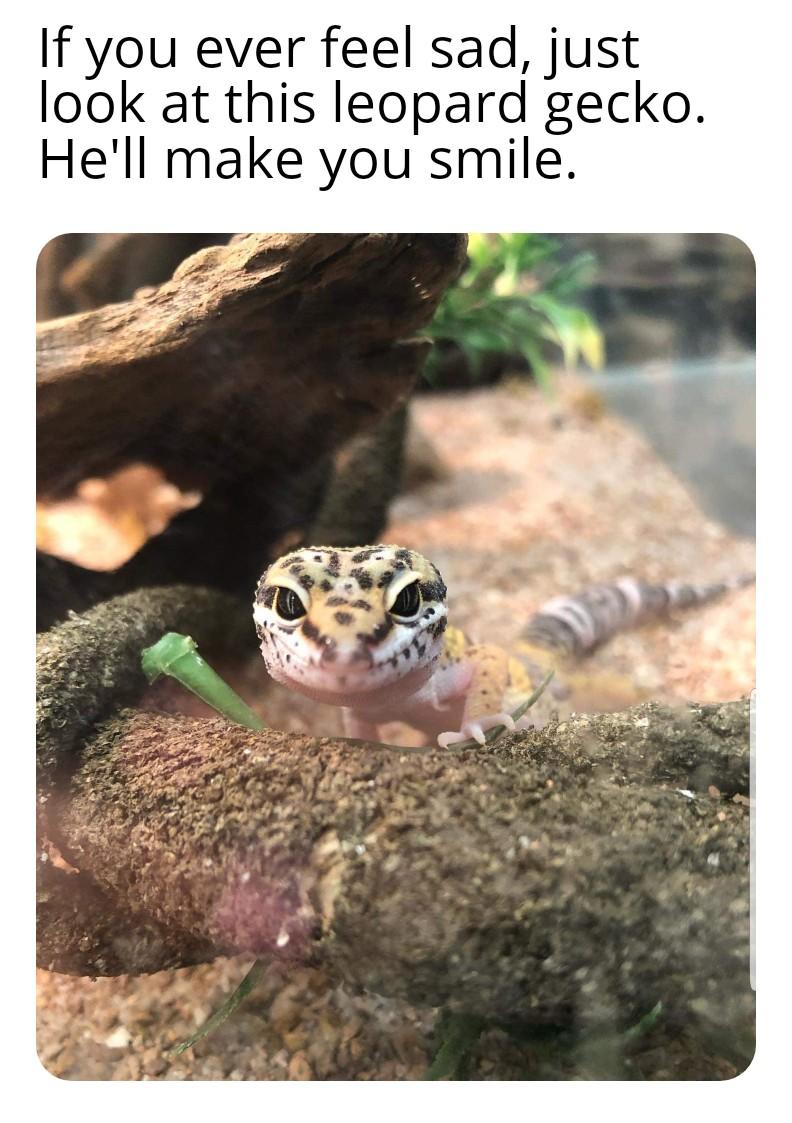 Leopard geckos are amazing pets, this is a picture of mine. | r ...