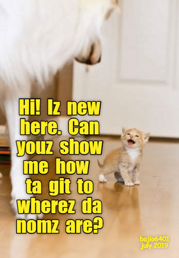 Take me to ur nomz plz | Cats | Know Your Meme