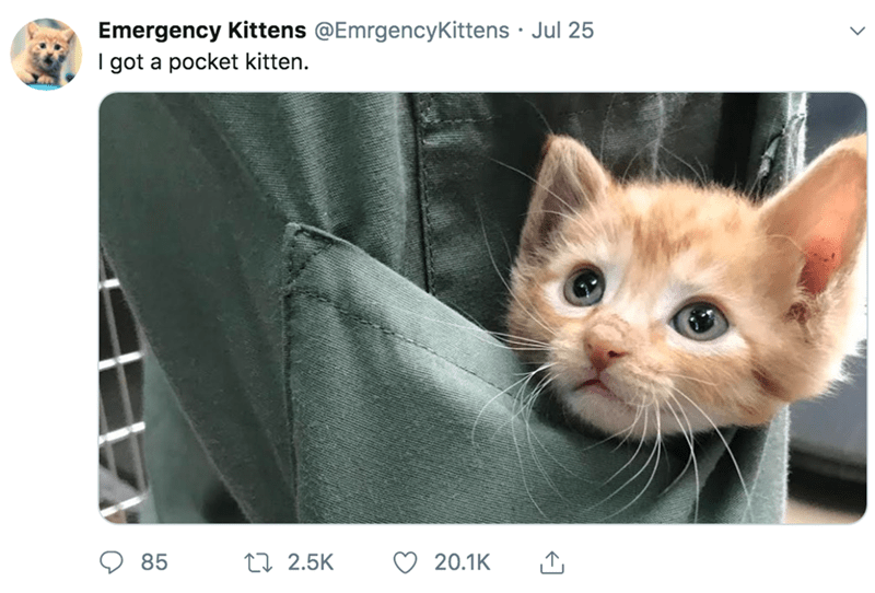 Where can I get me one of those? | Cats | Know Your Meme